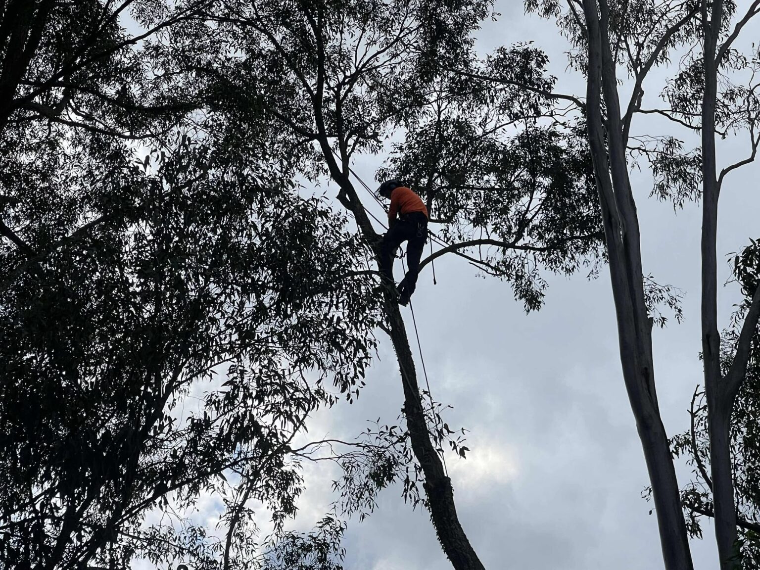 Dead Wooding Brisbane 2026 — Safe Dead Branch Removal by Arborists