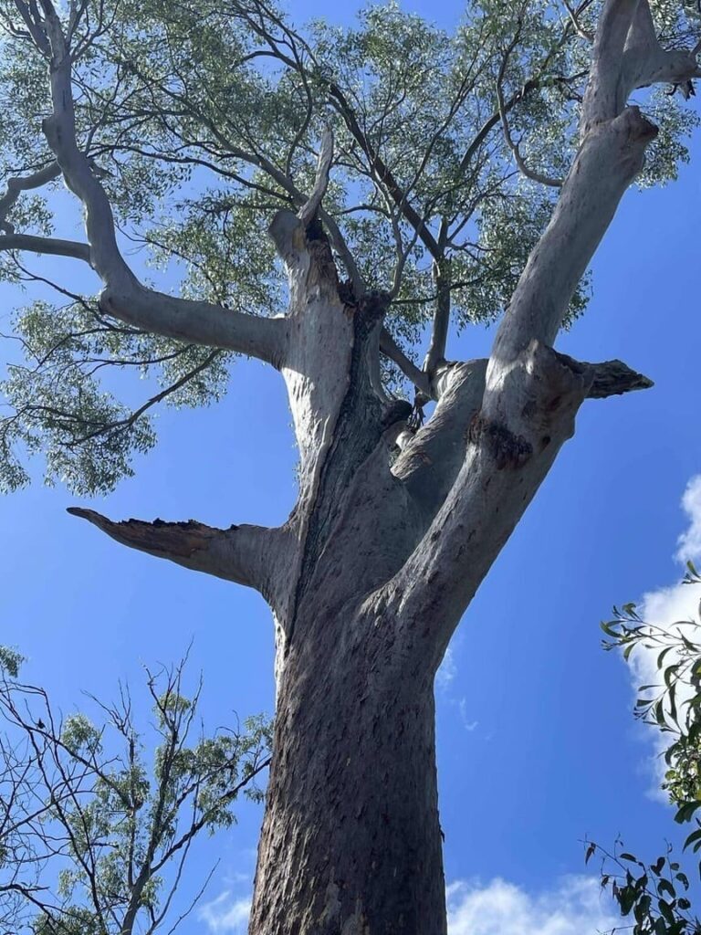 Possum Box Installation Brisbane | Habitat Homes & Wildlife | Dynamic ...